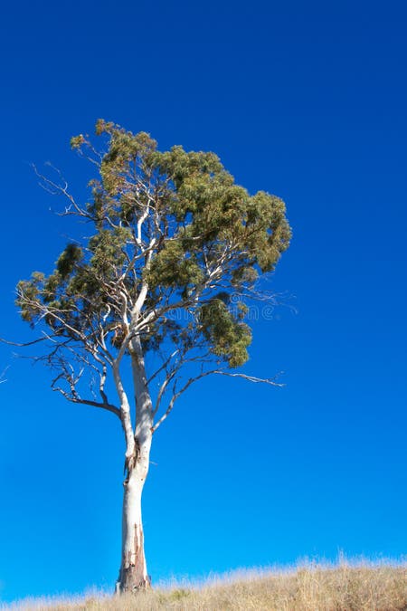 White gum tree stock photo. Image of australia, field - 19123402