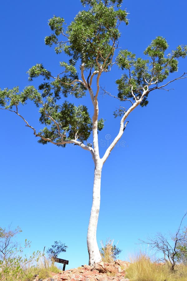 White gum tree stock photo. Image of summer, travel, blue - 20986806