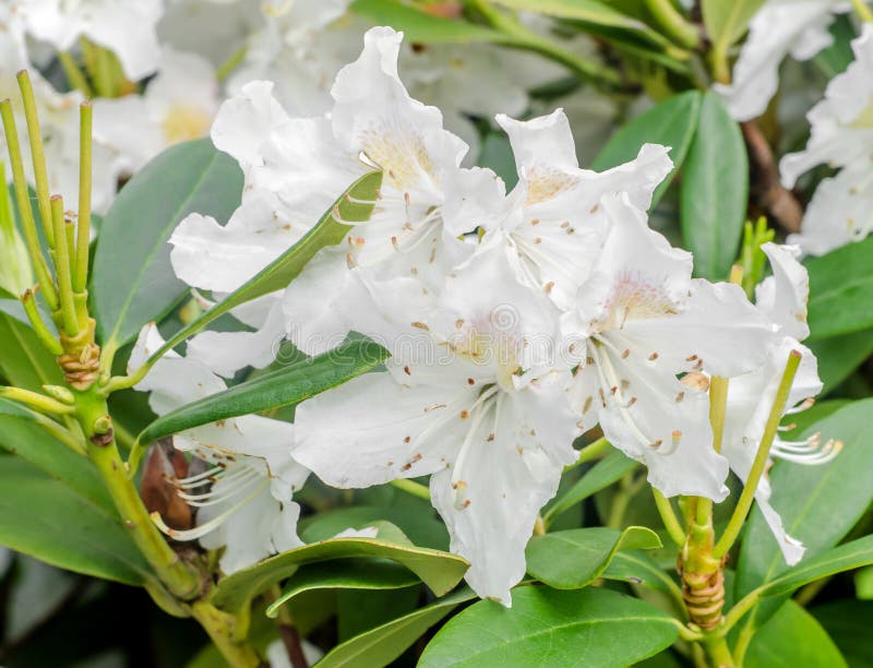 White Haaga Rhododendron Flower Stock Photo - Image of haaga, spring ...