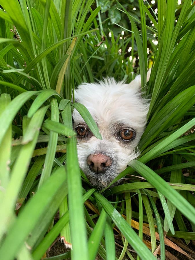 White-haired Dog Lhasa Apso Breed Hidden in the Grass Stock Image ...