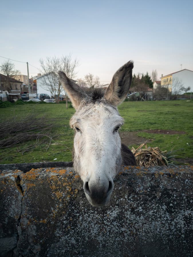 A White Donkey Front View Portrait Stock Photo - Image of mohawk ...