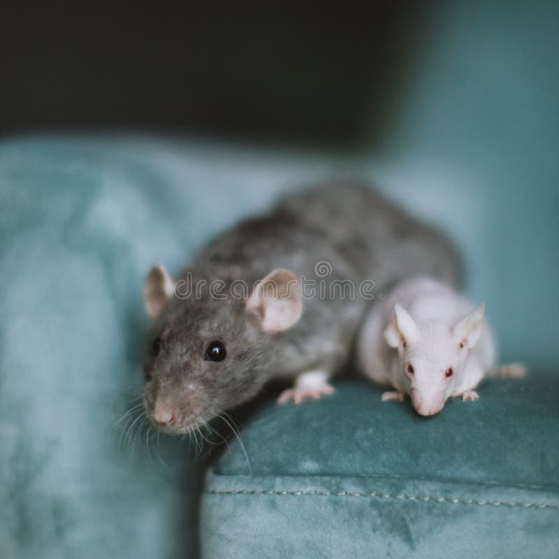White Hairless Laboratory Mice And Fluffy Grey Rat Stock Photo - Image ...