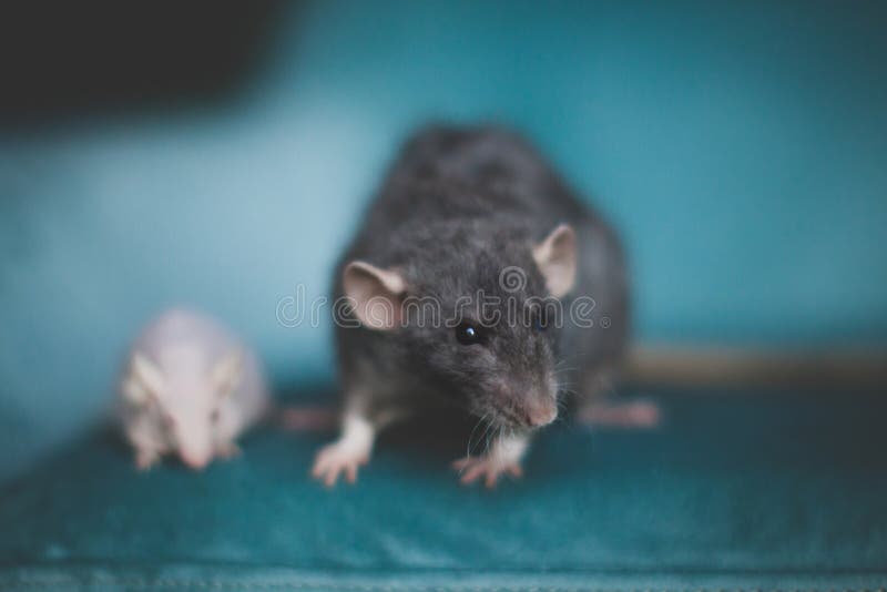 White Hairless Laboratory Mice and Fluffy Grey Rat Stock Photo - Image ...
