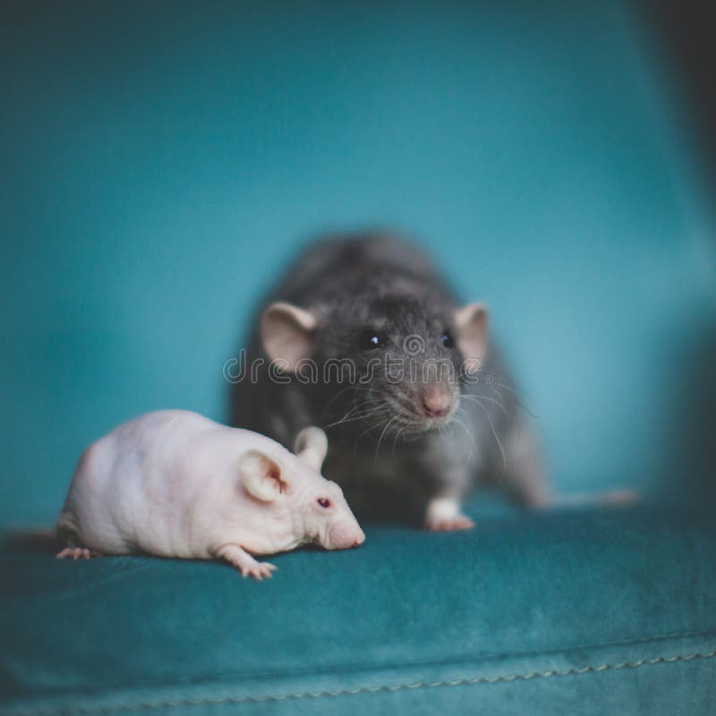 179 Bald Mice Stock Photos - Free & Royalty-Free Stock Photos from ...
