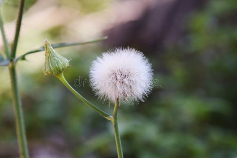 Hawkweed Seed Stock Photos - Free & Royalty-Free Stock Photos from ...