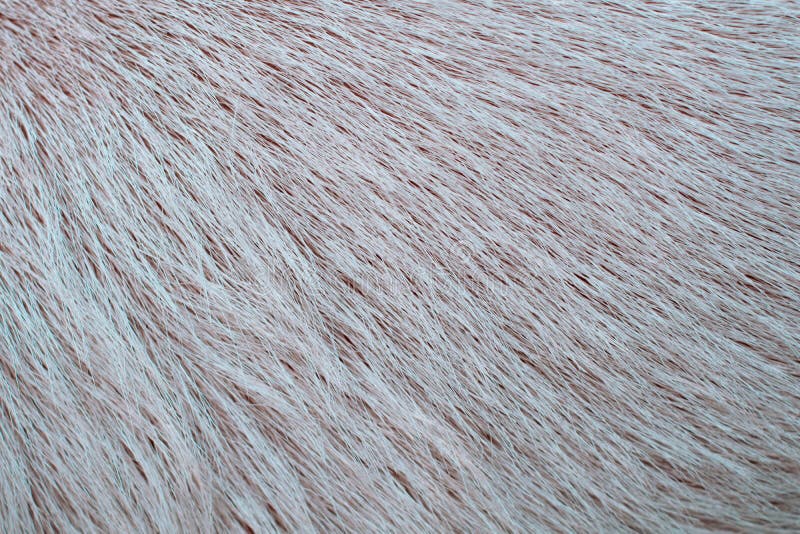 Hairy Texture of the Goat Skin Stock Image - Image of goat, domestic ...