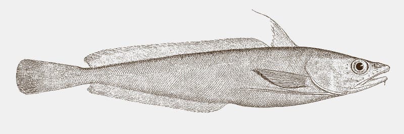 Tenuis Stock Illustrations – 2 Tenuis Stock Illustrations, Vectors ...