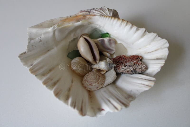 A Half Shell Displaying Small Seashells Stock Photo - Image of ...