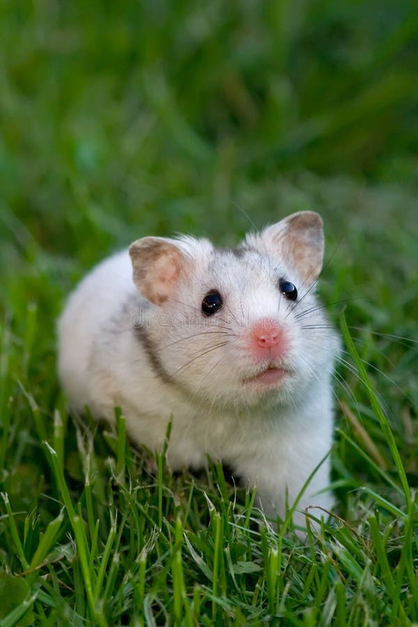 Hamster on the grass stock photo. Image of happiness - 24803712