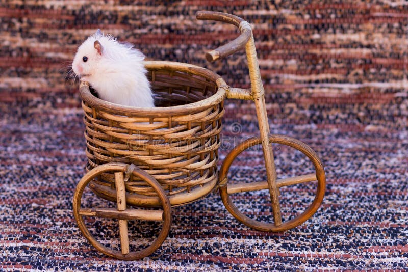 Hamster on a bicycle stock photo. Image of funny, furry - 49694410