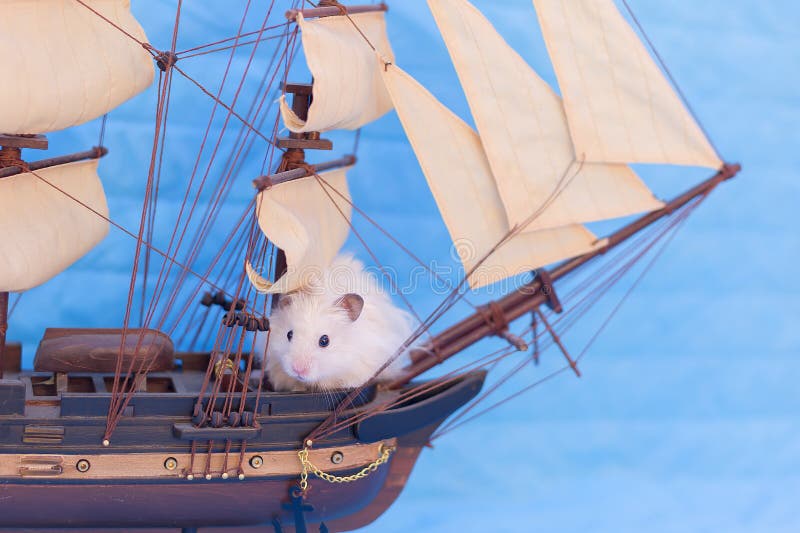 112 Sea Hamster Stock Photos - Free & Royalty-Free Stock Photos from ...