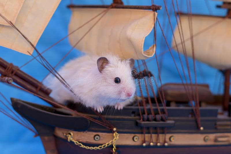 110 Sea Hamster Photos - Free & Royalty-Free Stock Photos from Dreamstime