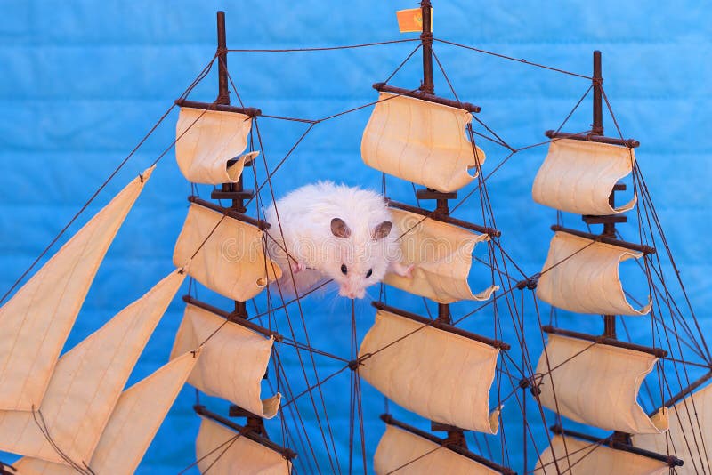 112 Sea Hamster Stock Photos - Free & Royalty-Free Stock Photos from ...