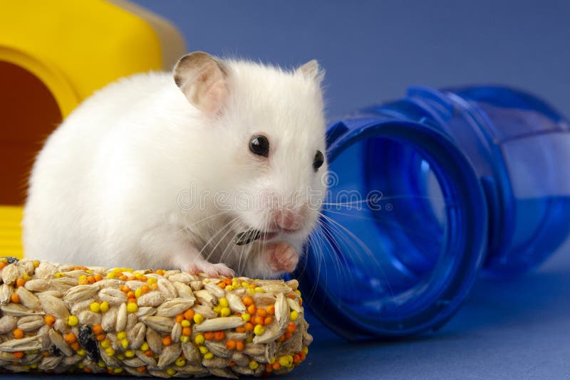 White Hamster Home Content Joy for Children Blue Background Stock Image ...