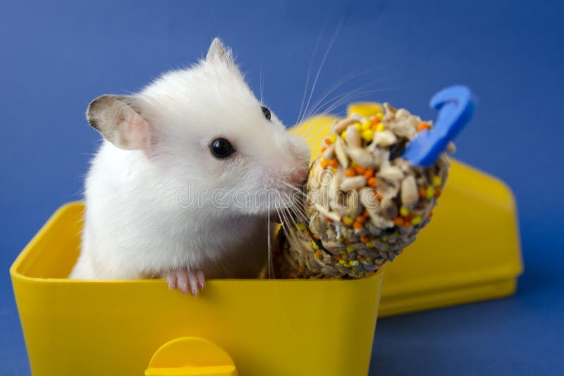 White Hamster Home Content Joy for Children Blue Background Stock Photo ...