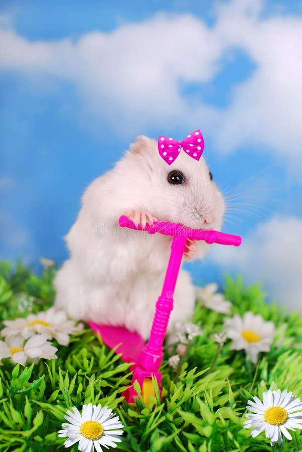 White Hamster Riding on a Scooter Stock Image - Image of meadow, female ...