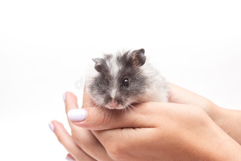 A White Hamster Sitting on Womans Hand Stock Image - Image of animal ...