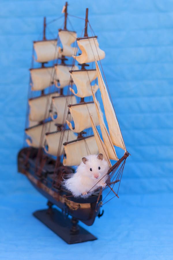 112 Sea Hamster Stock Photos - Free & Royalty-Free Stock Photos from ...
