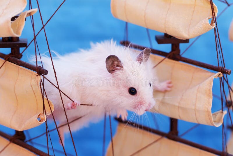124 Sea Hamster Stock Photos - Free & Royalty-Free Stock Photos from ...