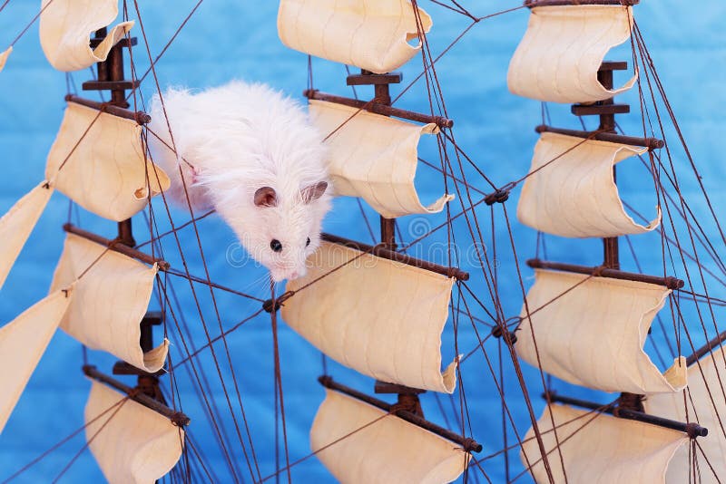 112 Sea Hamster Stock Photos - Free & Royalty-Free Stock Photos from ...