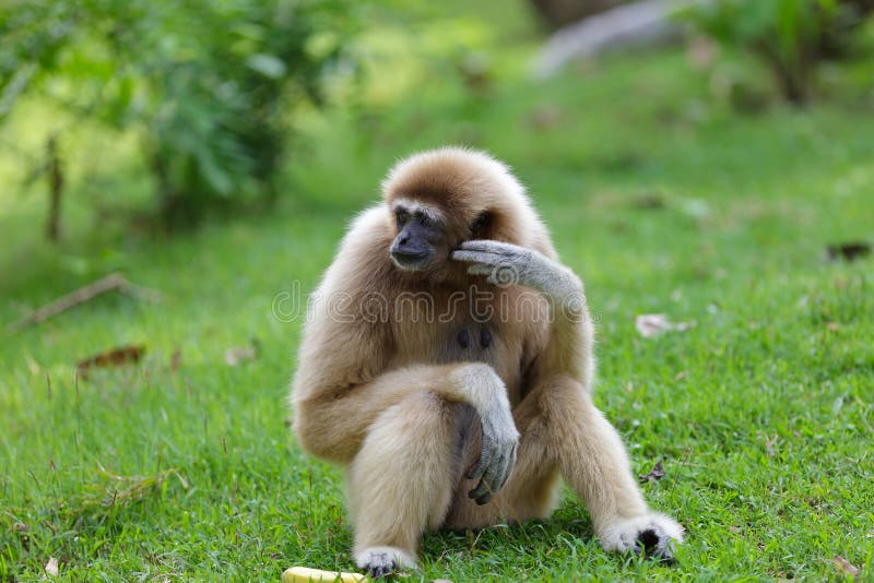White hand gibbon stock photo. Image of portrait, borneo - 23310924