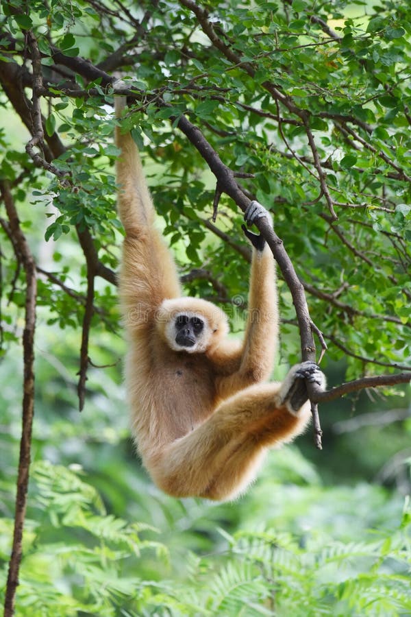 White hand gibbon stock photo. Image of portrait, borneo - 23310924