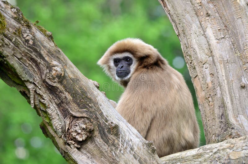 White Faced Gibbon Stock Photos - Free & Royalty-Free Stock Photos from ...