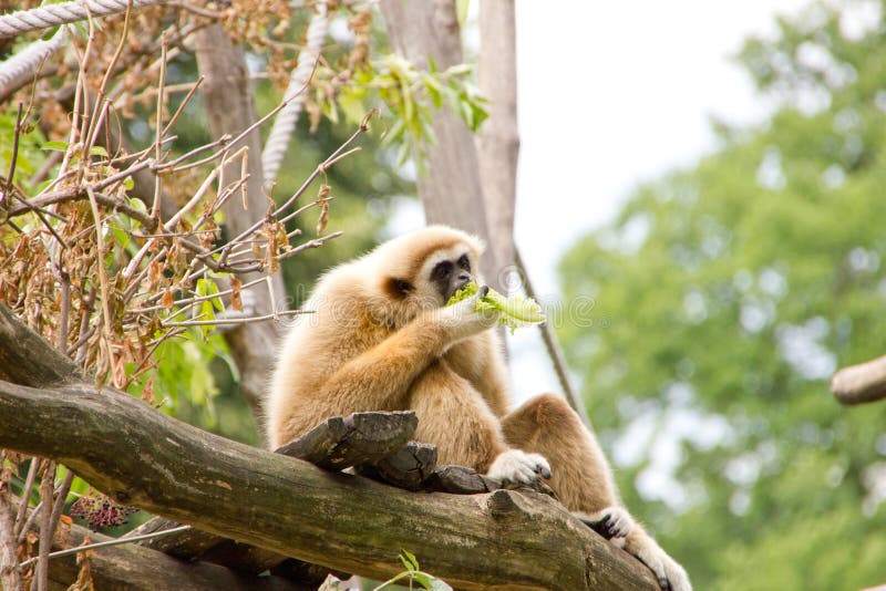 White-handed Gibbon Eating Leaves Stock Photo - Image of fauna, feeding ...