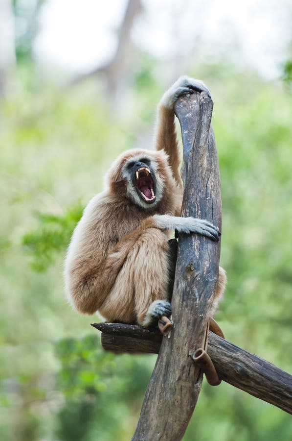 White Handed Gibbon or Lar Gibbon Stock Image - Image of primitive ...