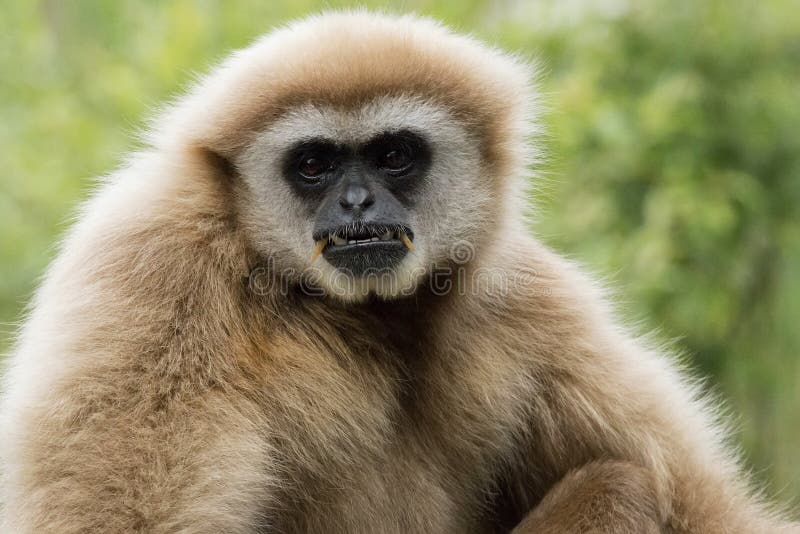 White-handed Gibbon stock image. Image of teeth, fawn - 83536505