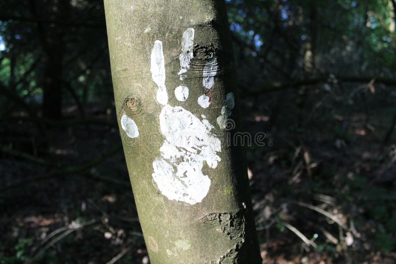 White Handprint on a Tree stock photo. Image of nature - 116720810