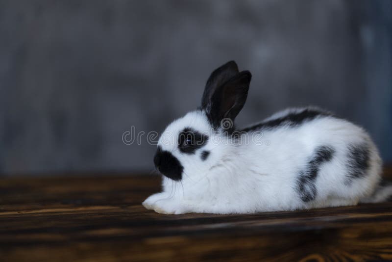 Baby White Bunny With Black Spots
