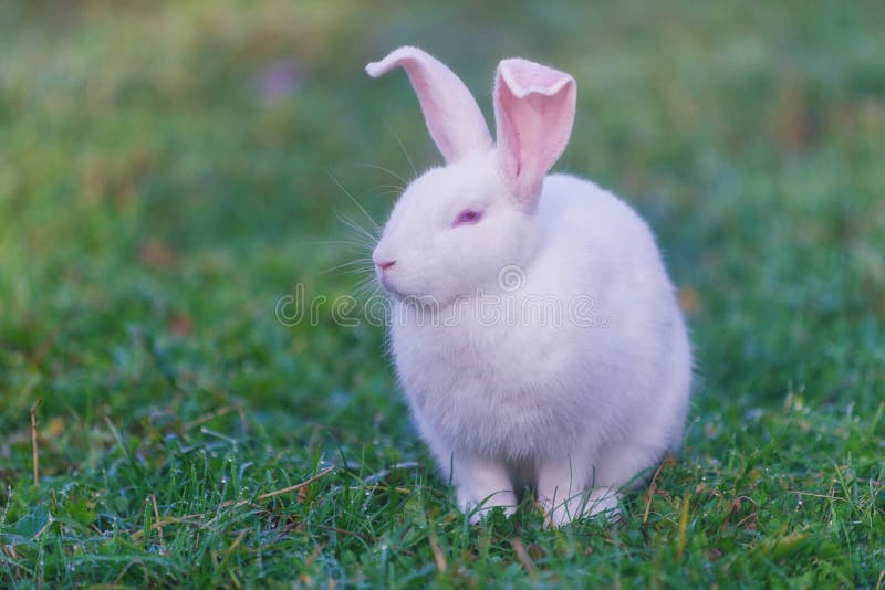 White hare stock image. Image of softness, beautiful - 37373257