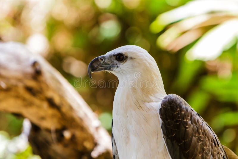 White hawk. stock photo. Image of forest, white, outdoors - 39266344