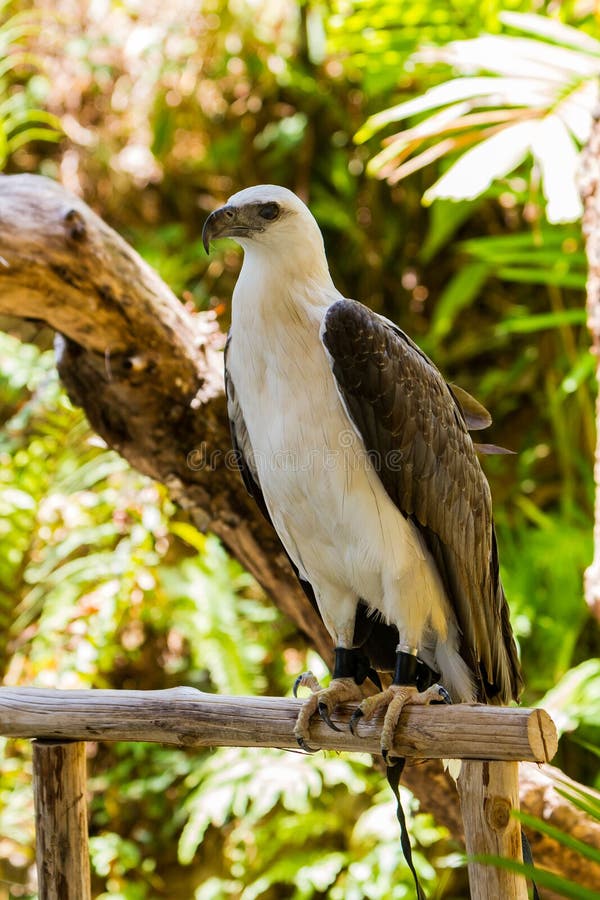 White hawk. stock photo. Image of perch, predator, flying - 39854286