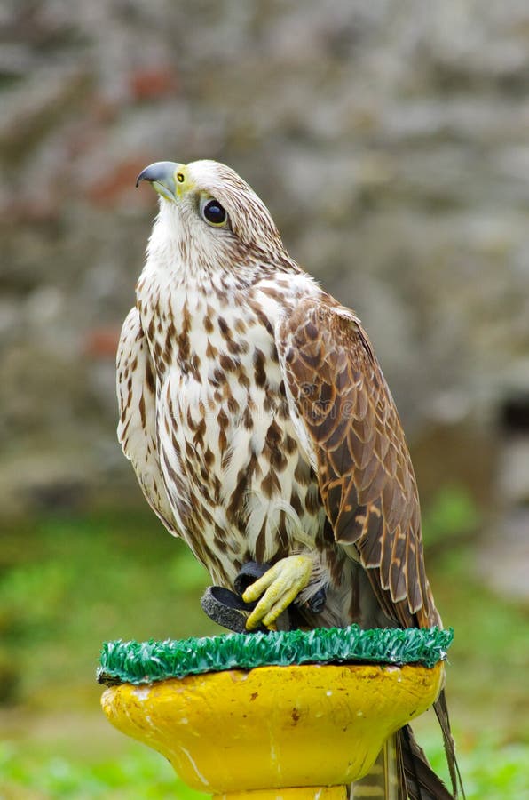 White hawk stock photo. Image of northern, falconer, white - 62029666