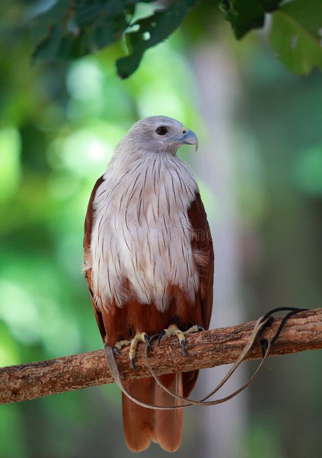 White hawk stock image. Image of endangered, perch, fast - 42017987