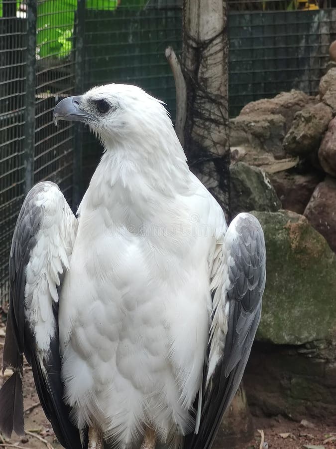 White Hawk ( Ukussa) - Danger Hawk Stock Photo - Image of ducks, heron ...