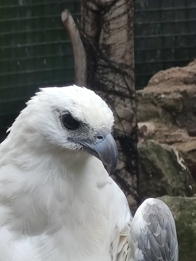 White Hawk ( Ukussa) - Danger Hawk Face and Peak Stock Image - Image of ...