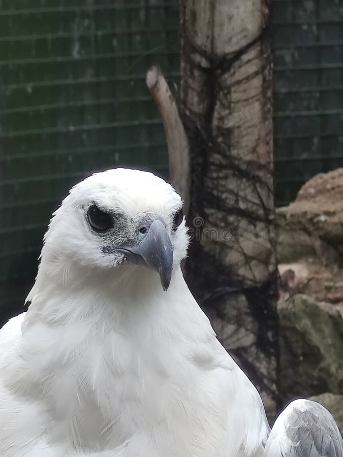 White Hawk ( Ukussa) - Danger Hawk Face and Peak Stock Image - Image of ...