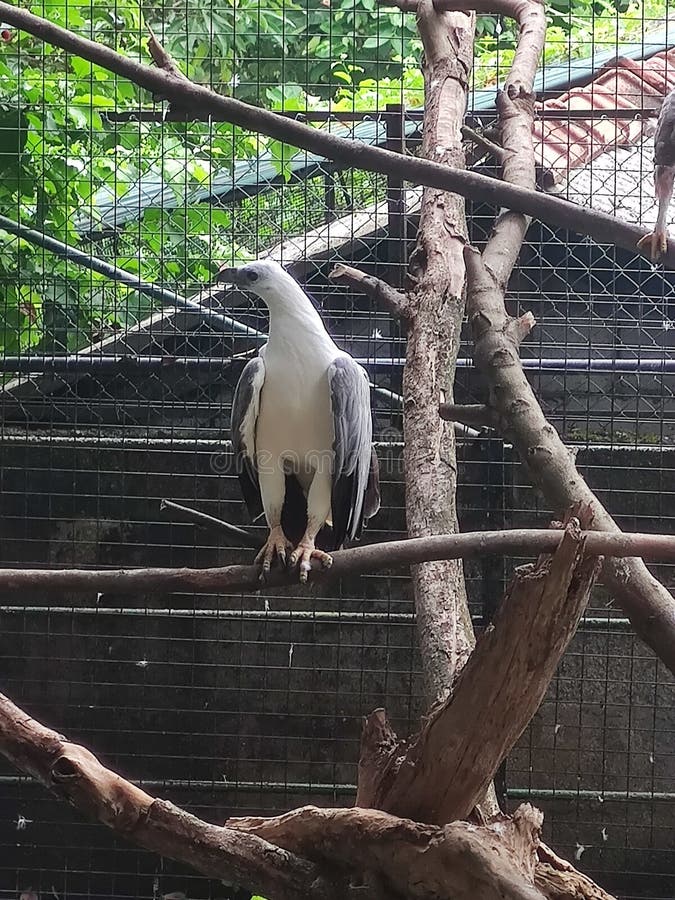 White Hawk ( Ukussa) - Danger Hawk Stock Photo - Image of waterbird ...