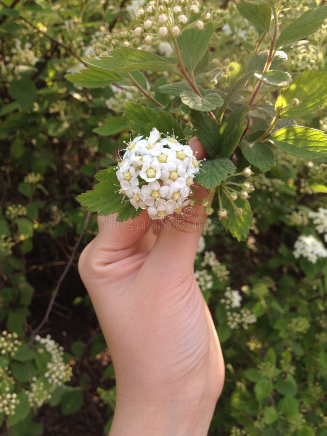White hawthorn blooming stock photo. Image of white - 137943990