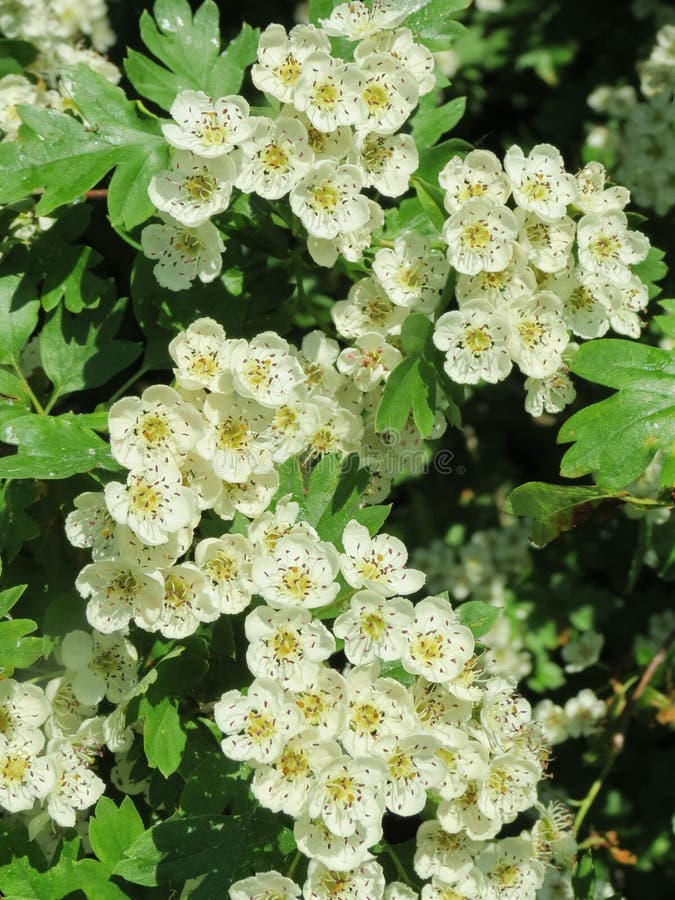 White Hawthorn Flowers on Tree Branch, Lithuania Stock Image - Image of ...