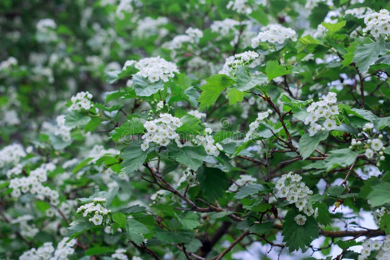 White Hawthorn Flowers Bloom in Spring Stock Image - Image of bright ...