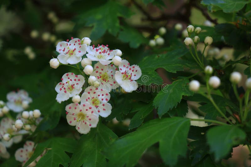 White Hawthorn Flowers on the Tree Stock Image - Image of leaf, grove ...