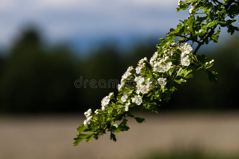 White hawthorne flowers stock image. Image of outdoors - 65330891