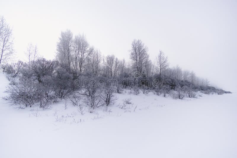 White haze in winter stock photo. Image of morning, blizzard - 237598106