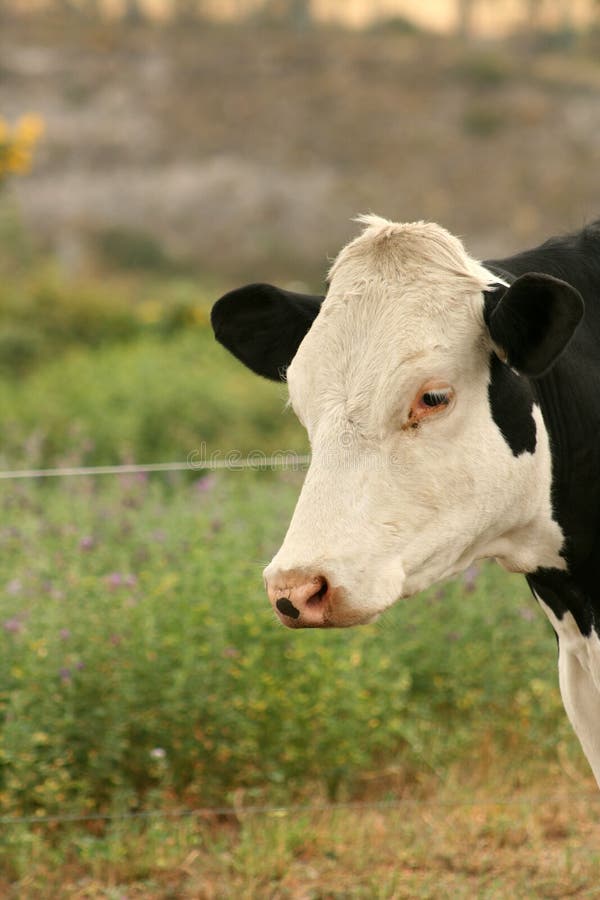 White Head of a Cow stock image. Image of animal, agriculture - 26976787