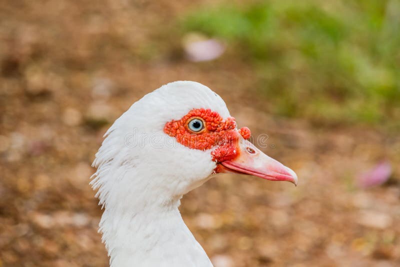 White head duck stock photo. Image of neck, beautiful - 78592706