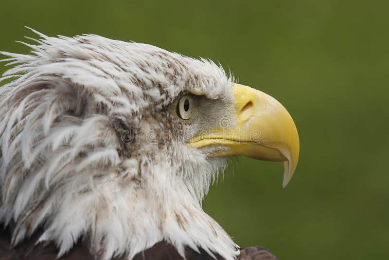 White head eagle stock image. Image of photograph, look - 20140539